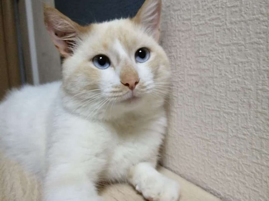 Кот