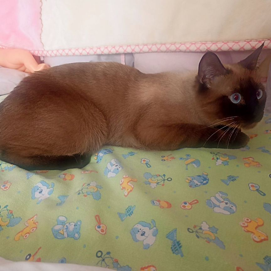 Чистокровный сиамский кот