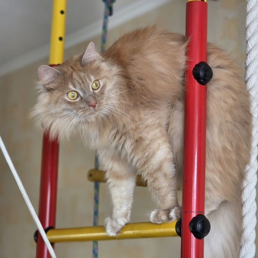 Взрослый кот в добрые руки