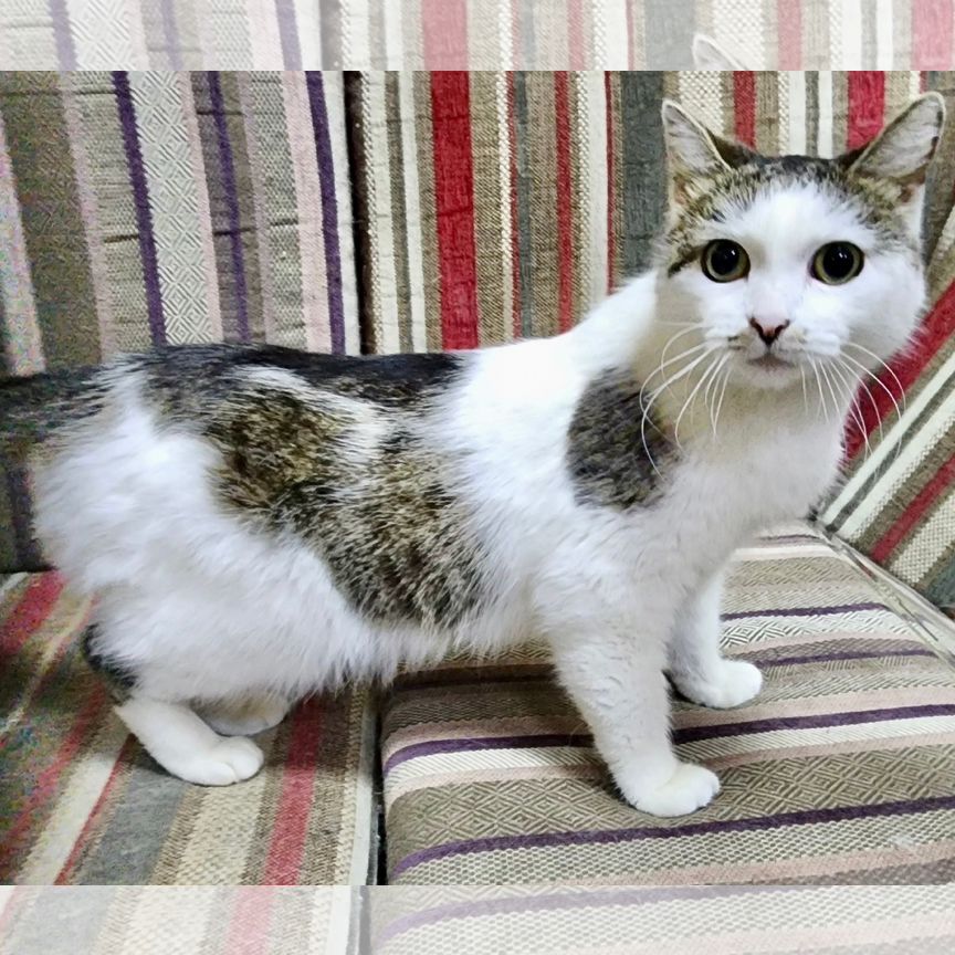 Взрослая кошка от частного владельца