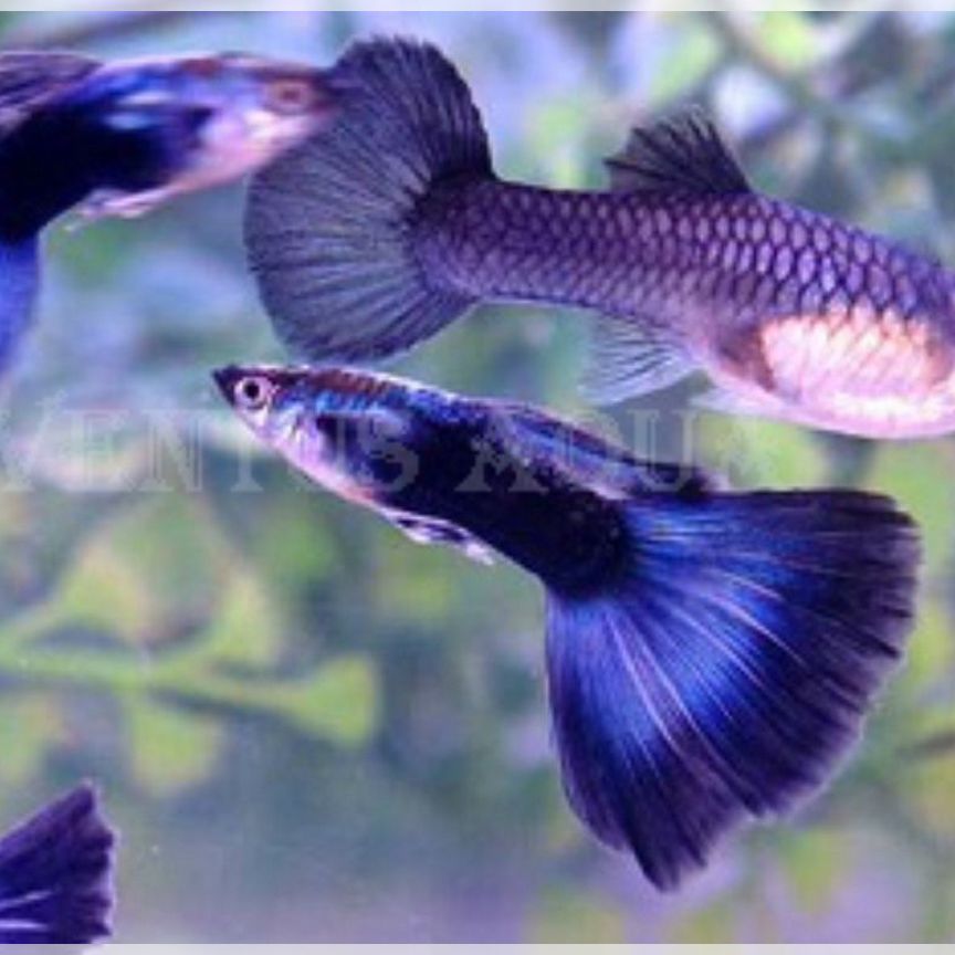 Аквариумные рыбки гуппи чистая линия