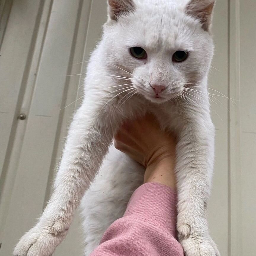 Белый котик