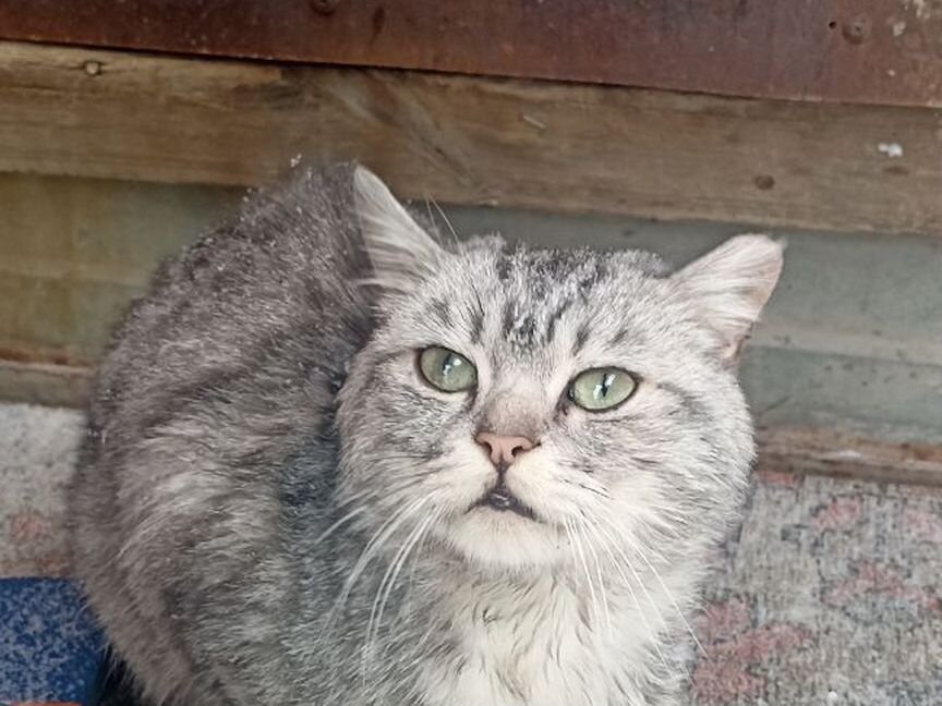 Найден Британский кот