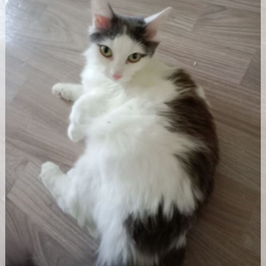 Кошка