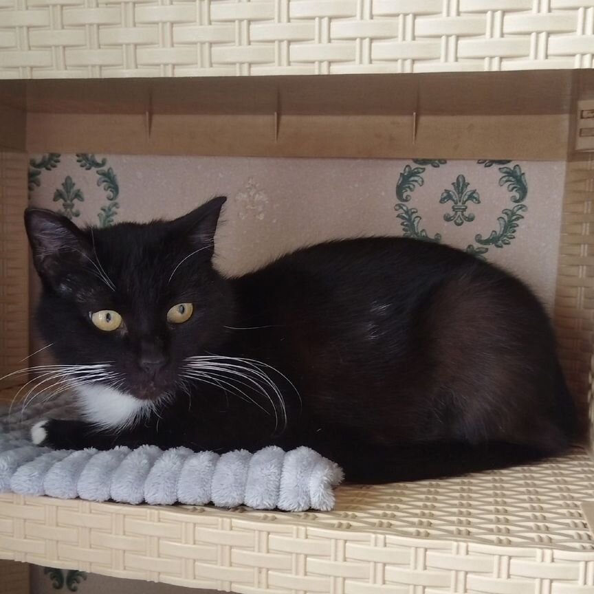 Взрослая, кошка в добрые руки