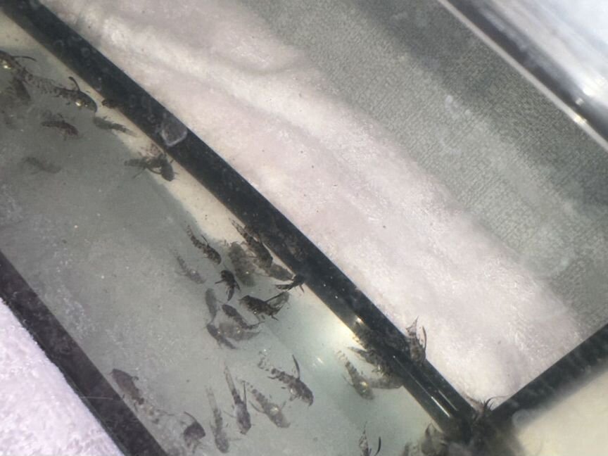 Крапчатый сомик