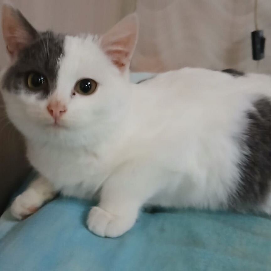 Котёночек мальчик,очень добрый ищет семью