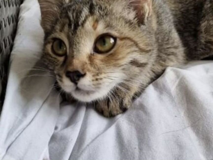 Кошка Карамелька