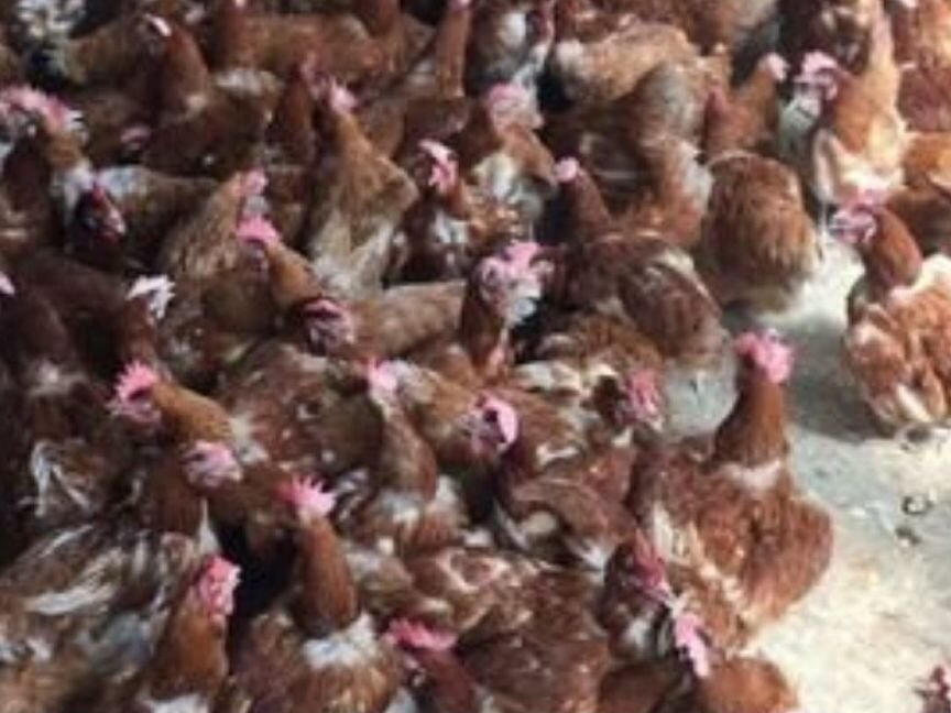 Куры молодки домашние