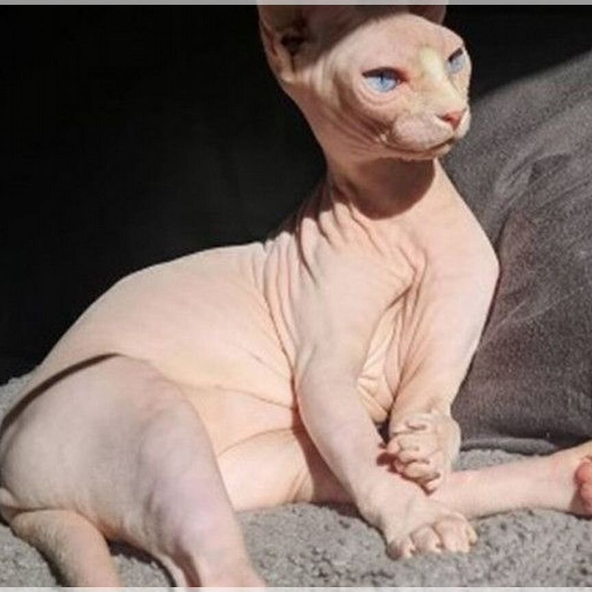 Канадский сфинкс, взрослый кот