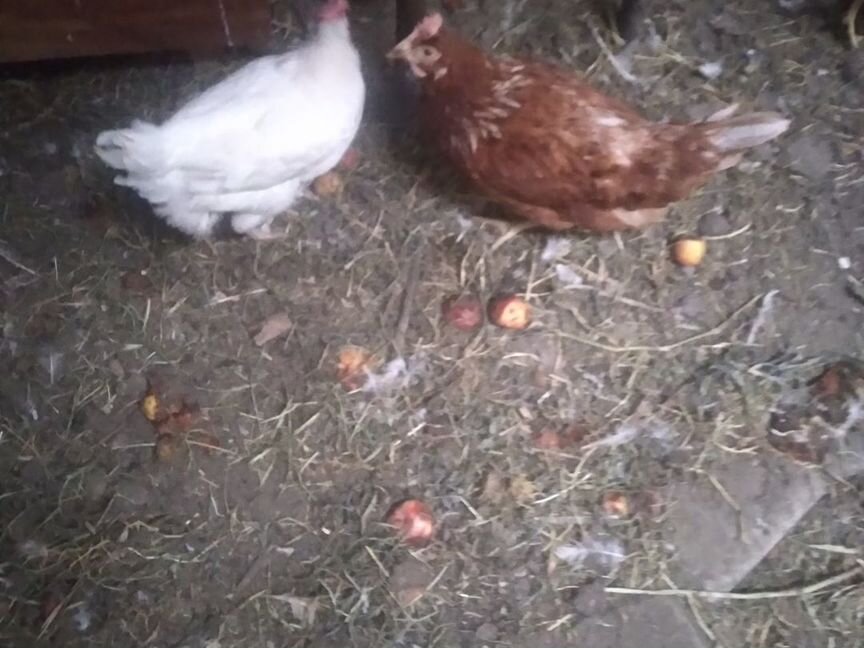 Куры несушки, остаток 6шт