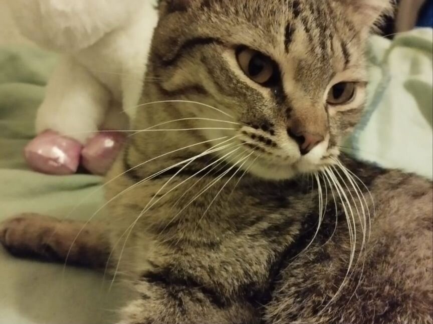 Кот в добрые руки бесплатно