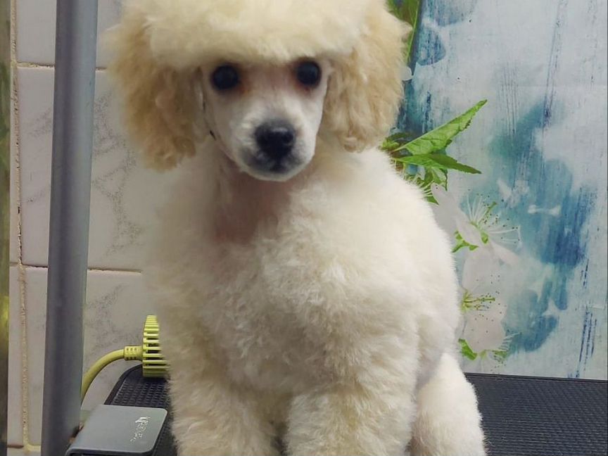 Той-пудель девочка РКФ