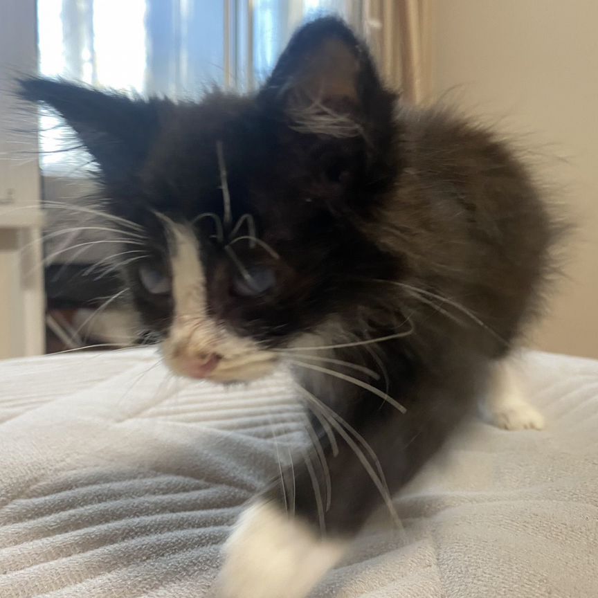 Котенок в добрые руки