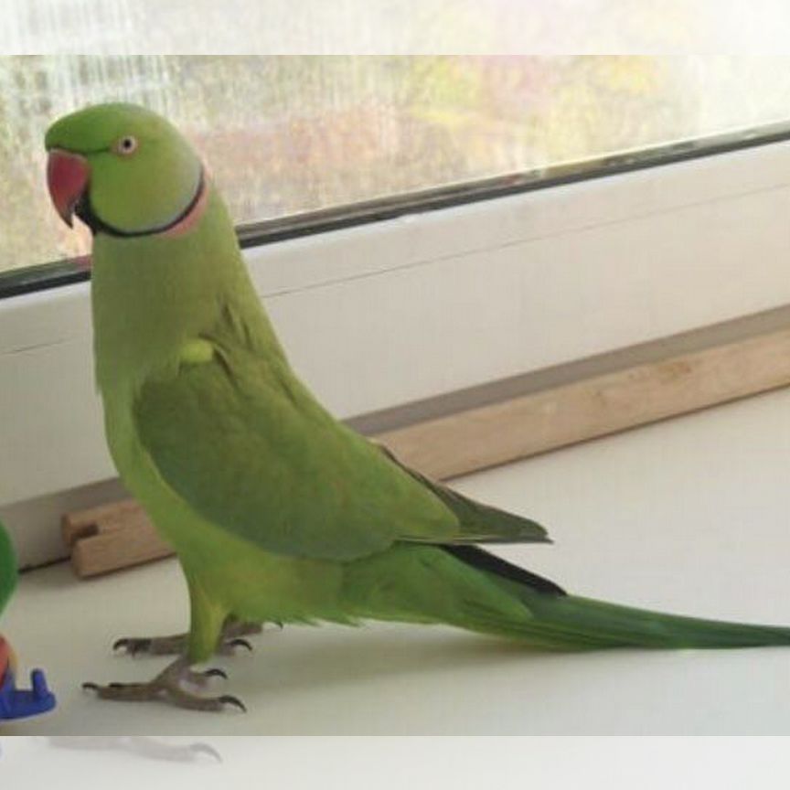 Ожереловый попугай (самец, 2 года)   клетка, еда