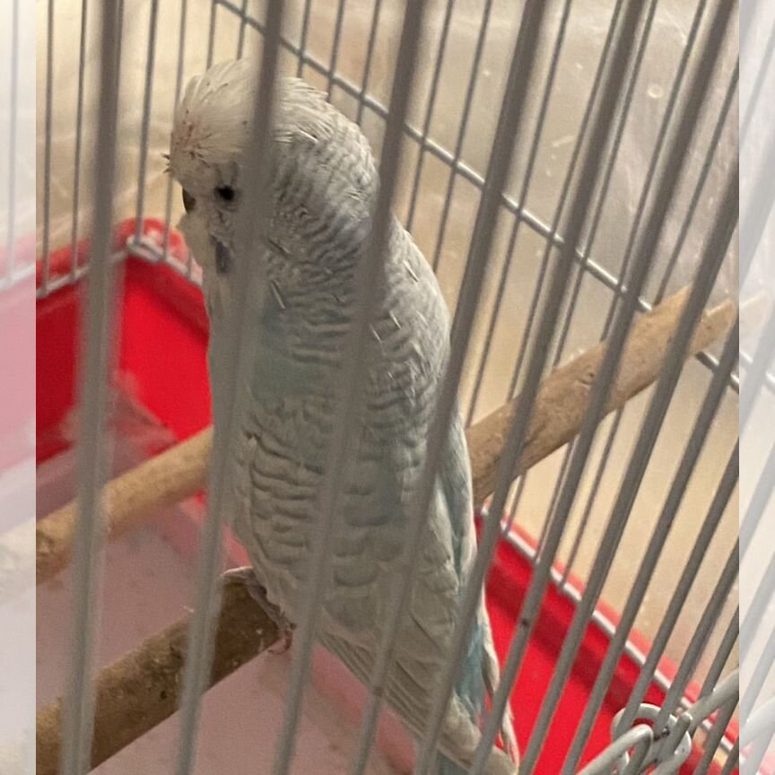 Попугай получех