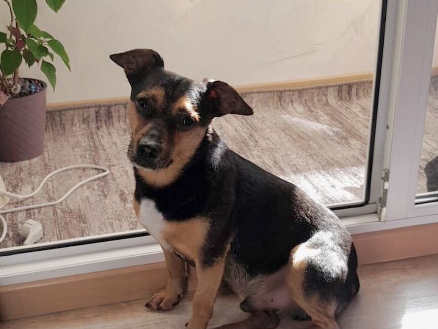 Маленький песик в добрые руки. Отдам