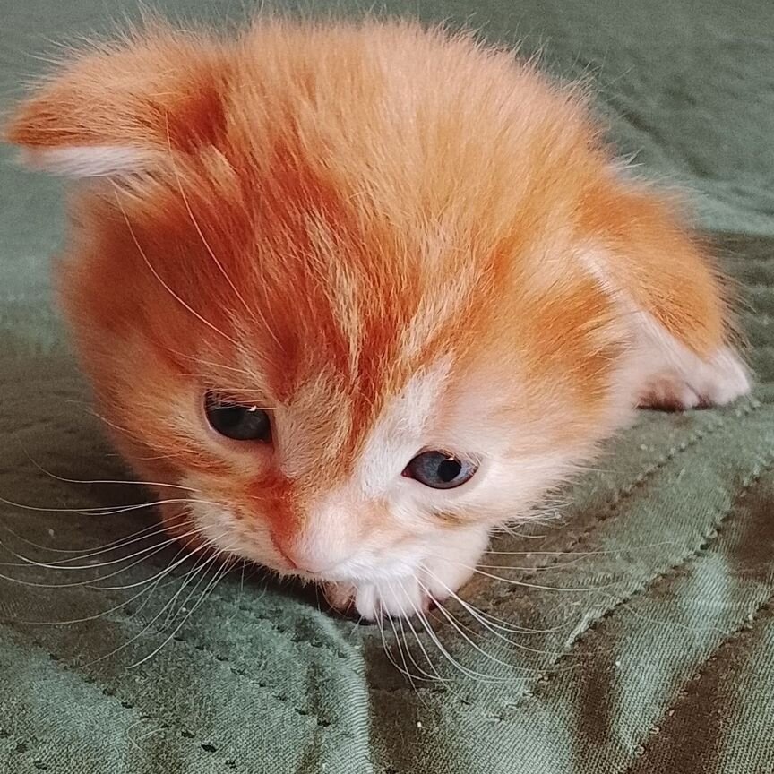 Котёнок в добрые руки