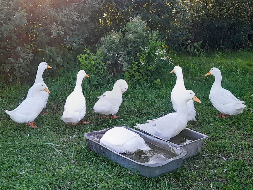 Утки бройлеры 3кг