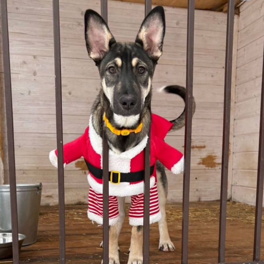 Девочка щенок 5 мес ищет дом