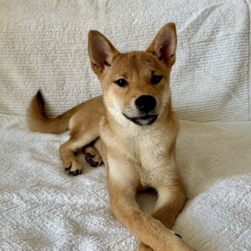 Щенки Сиба ину