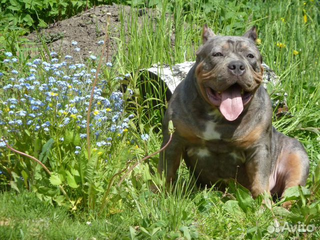 Американский булли щенок