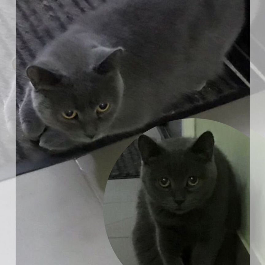 Кошечка или котик