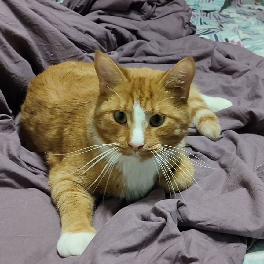 Кот