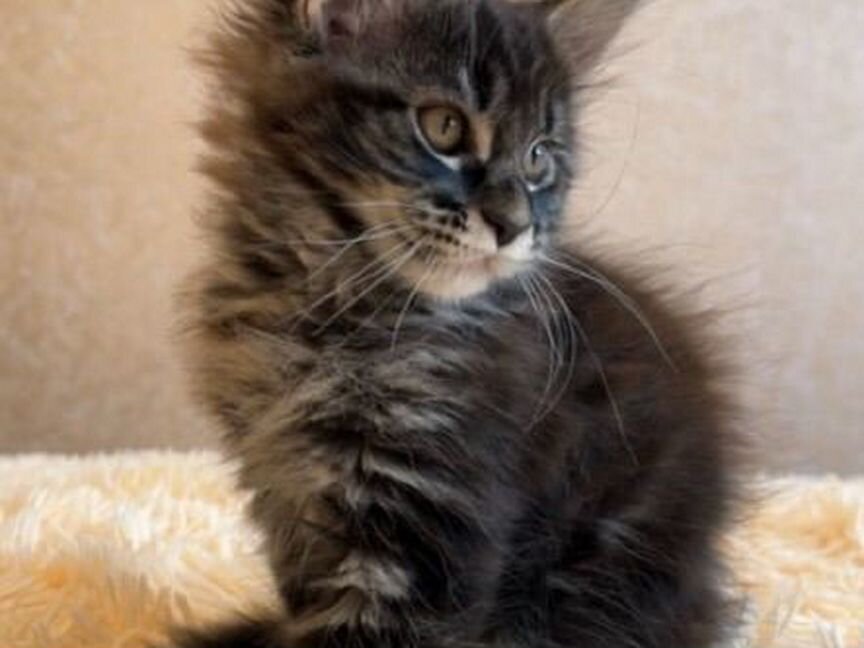 Мейн-кун парни и девчата в твою семью