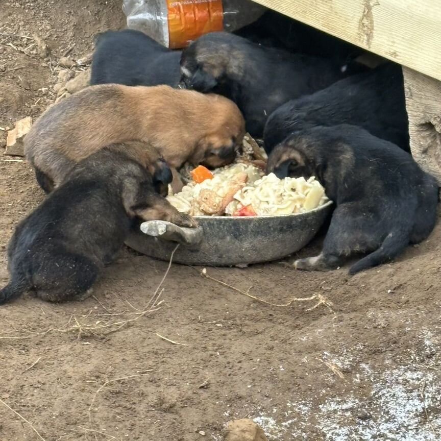 Щеночки в добрые руки