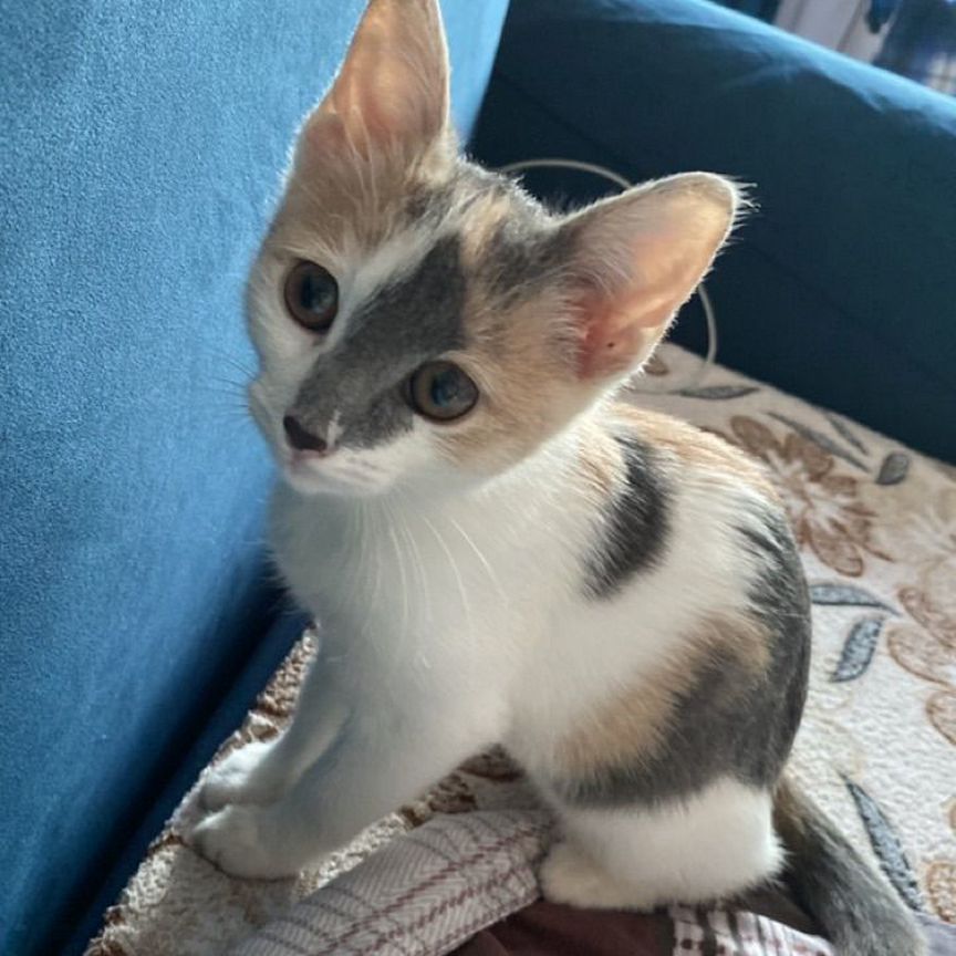 Котенок кошка девочка ласковая