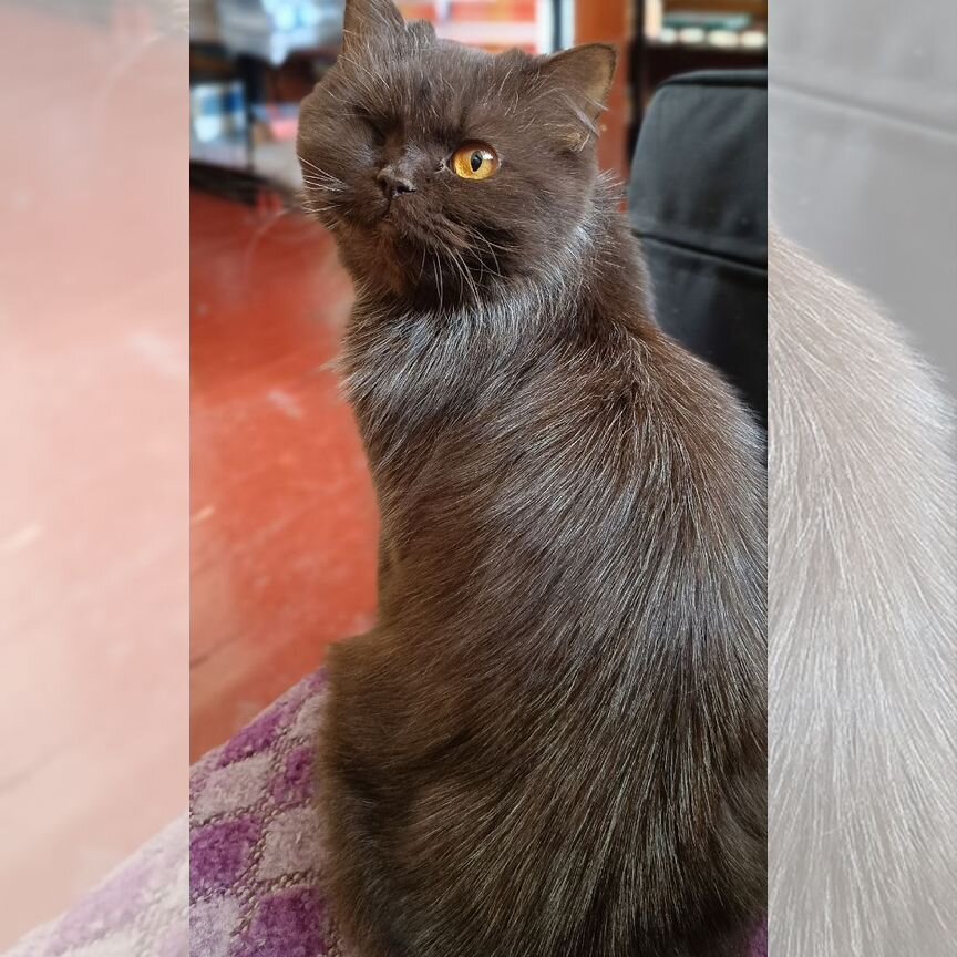 Британская длинношёрстная, взрослая кошка