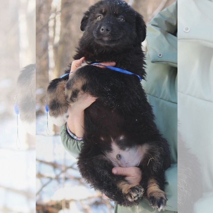 Мальчишка Дарт Вейдер, 2,5 мес
