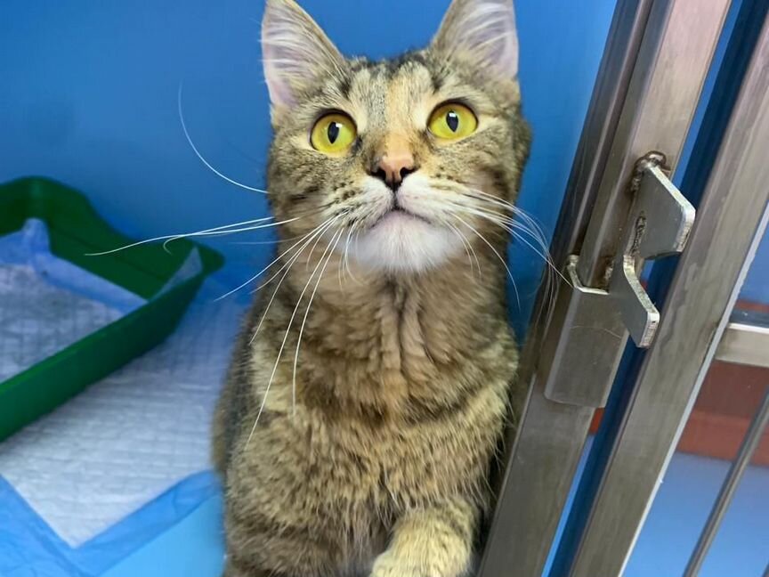 Беверли в любящие руки