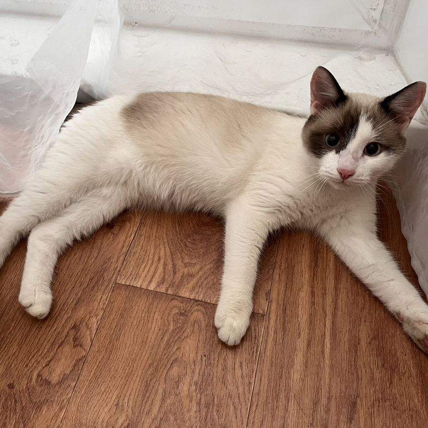 Кот в добрые руки