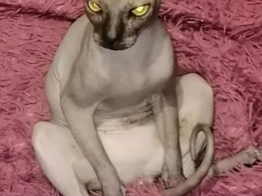 Донской сфинкс девочка