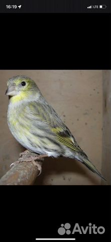 Гибриды зеленушки с канарейкой