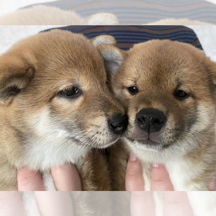 Сиба-ину, щенок