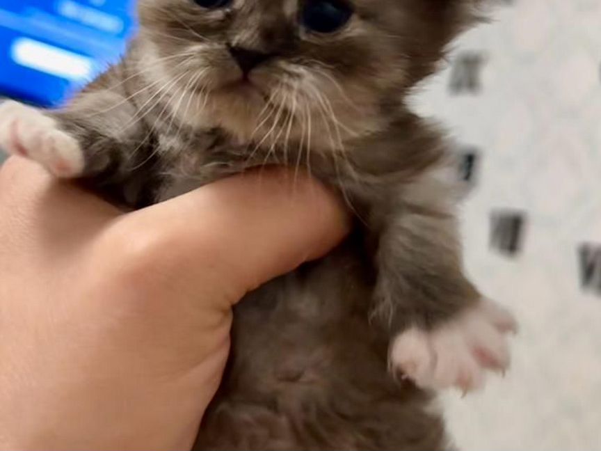 Шотландский вислоухий котенок