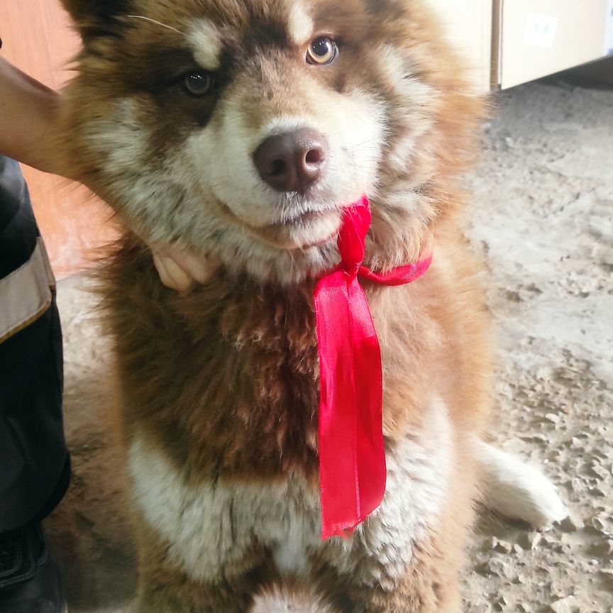 Собака в добрые руки