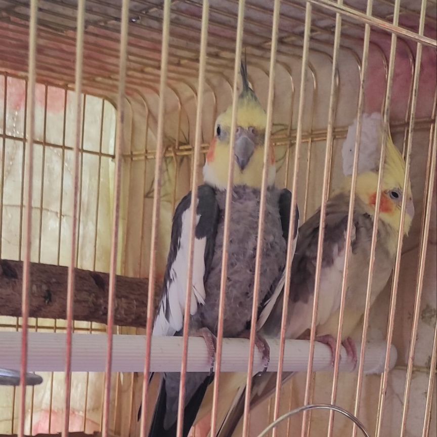 Корелла 2шт с клеткой