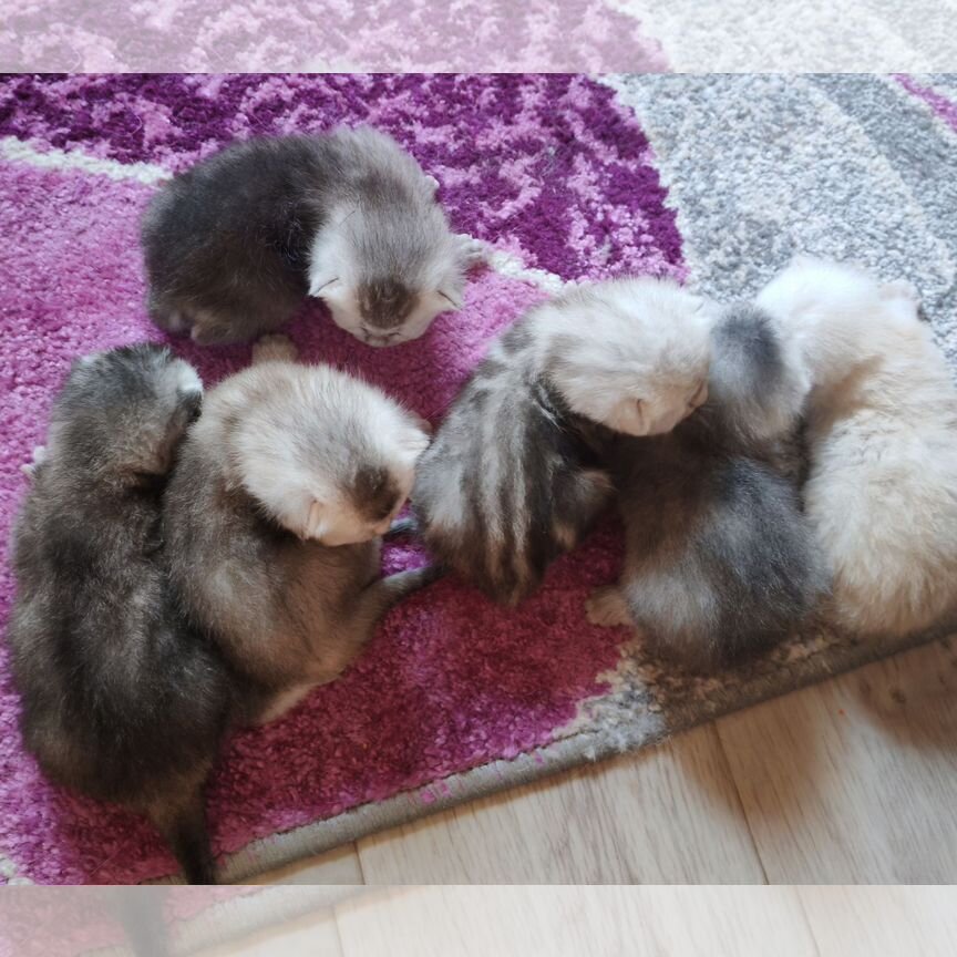 Британский короткошёрстный котёнок