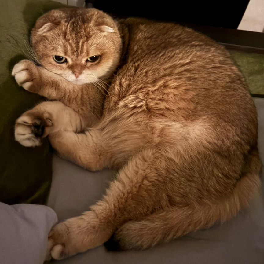 Кошка на расстоянии