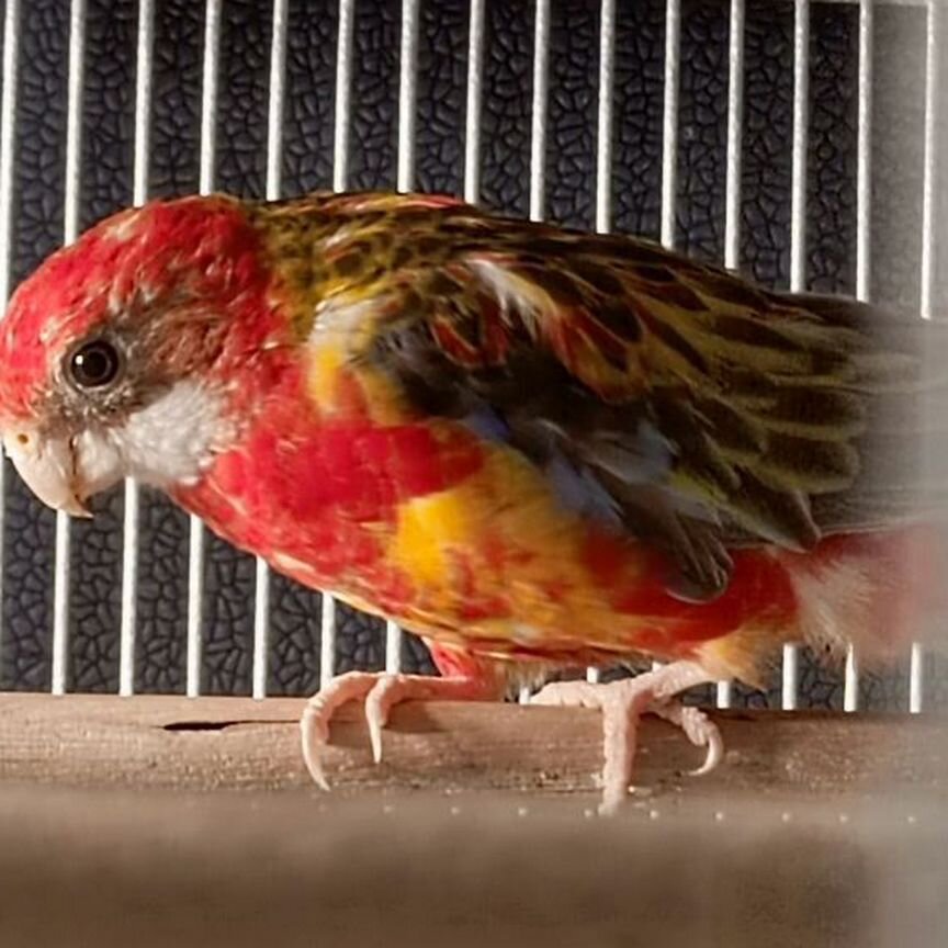 Попугай Розелла