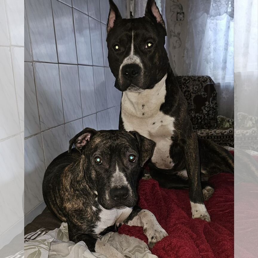 Собака в добрые руки стаффорд