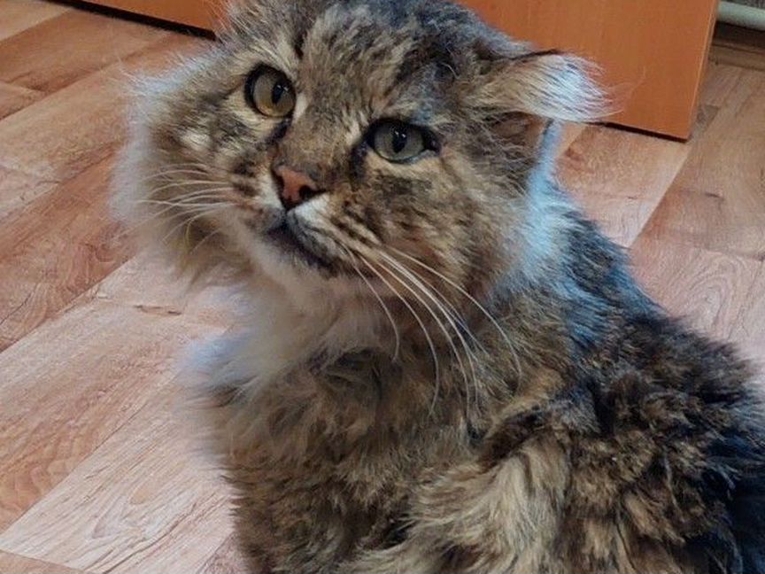 Кот добрый хороший верный преданный