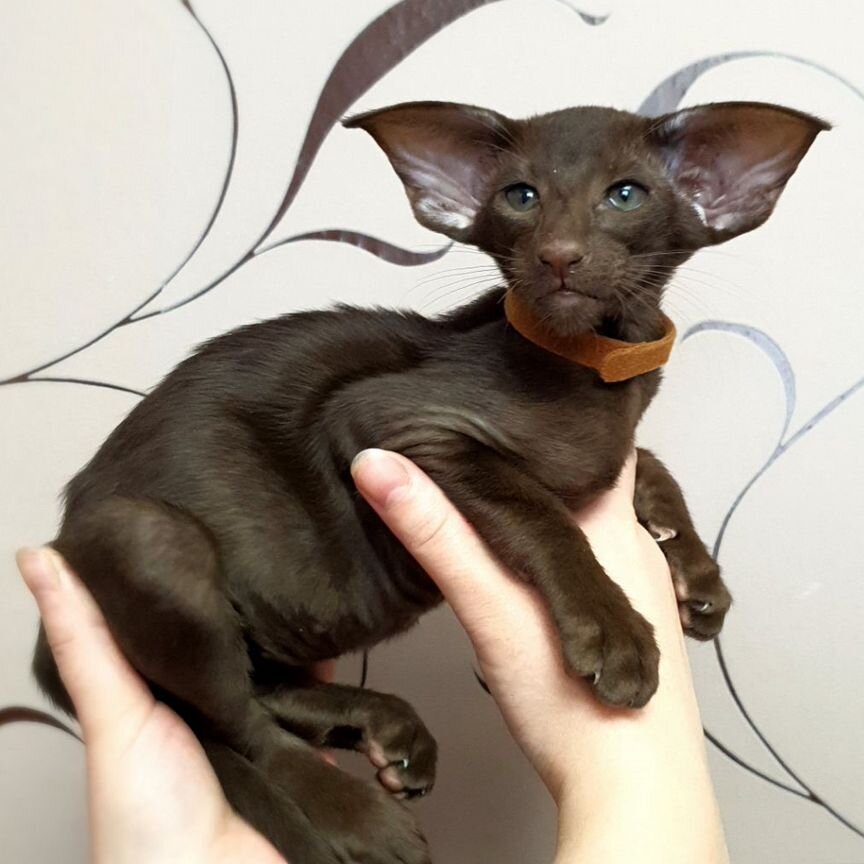 Ориентальный котенок