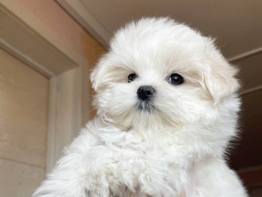 Мальтезе мини