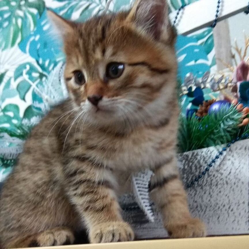 Котята в крапинку