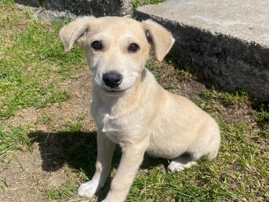 Щенок девочка